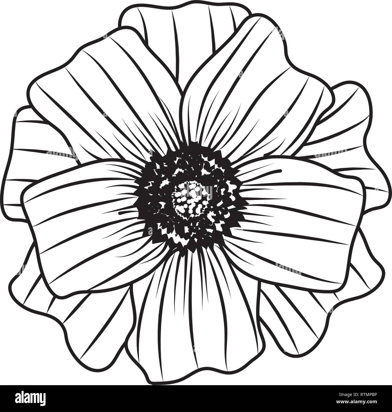 flower petals drawing Stock Vector Image & Art - Alamy