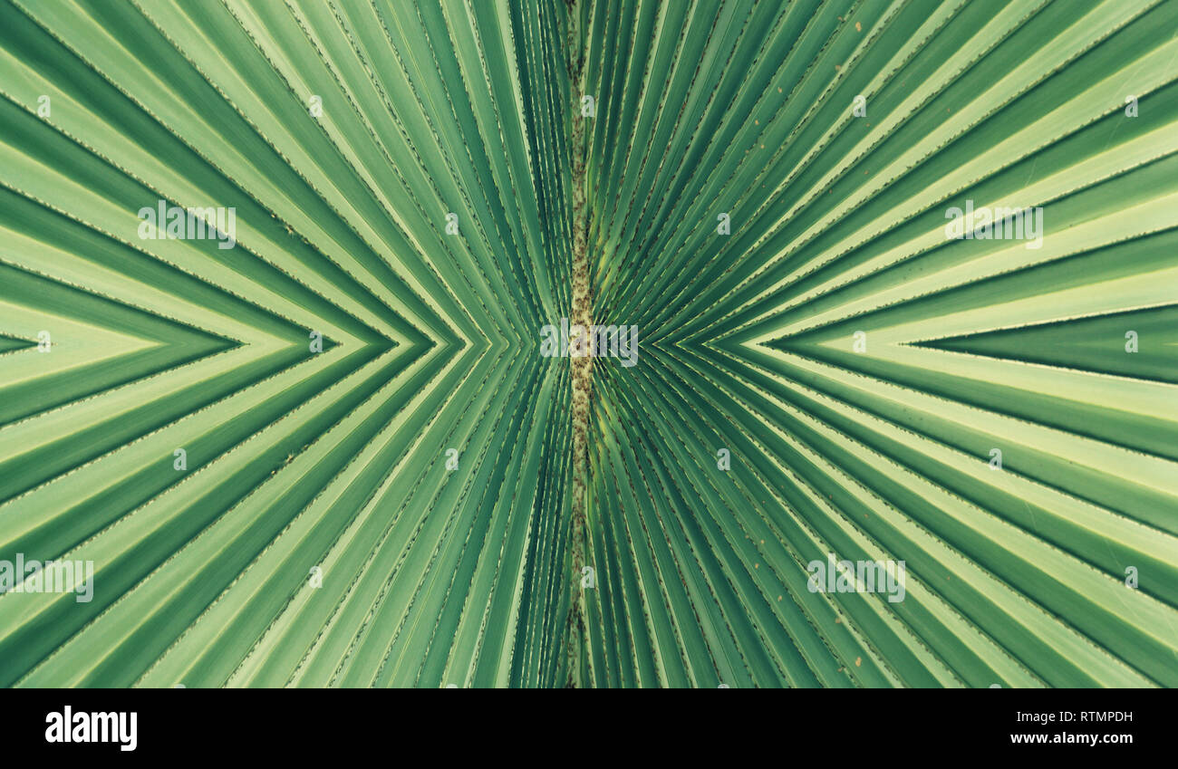 Green palm tree leaf for abstract background Stock Photo - Alamy