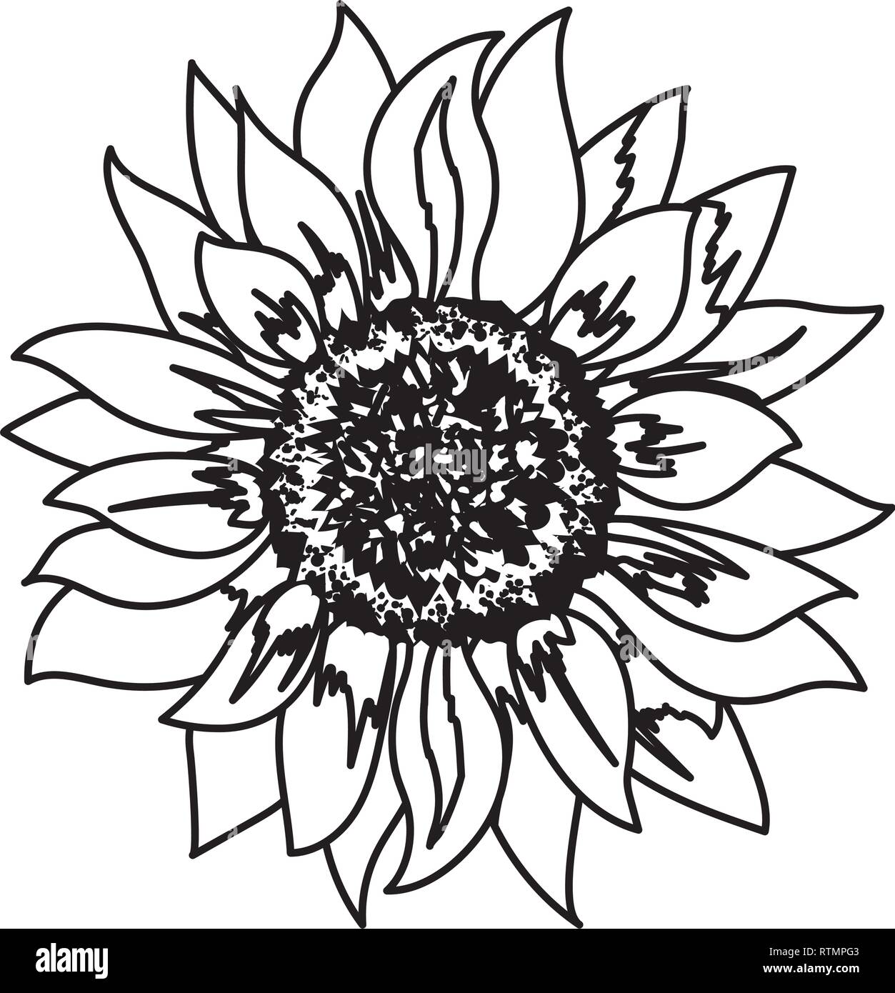 flower petals drawing Stock Vector Image & Art - Alamy