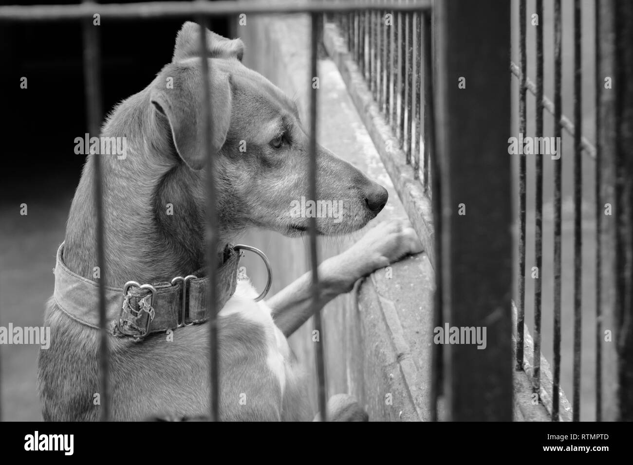Puppy crate Black and White Stock Photos & Images - Alamy
