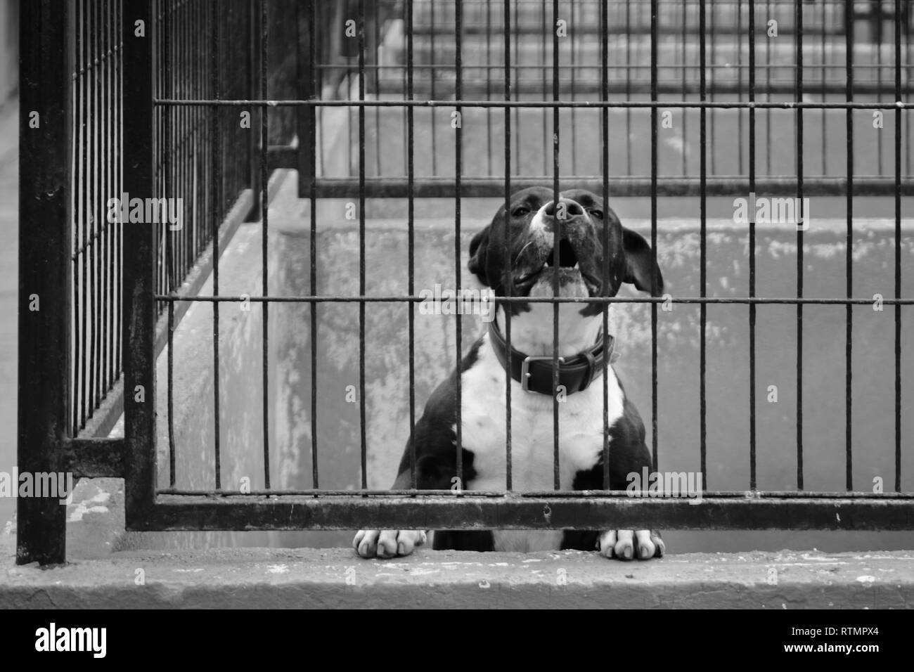 Animal abuse with style hi-res stock photography and images - Alamy