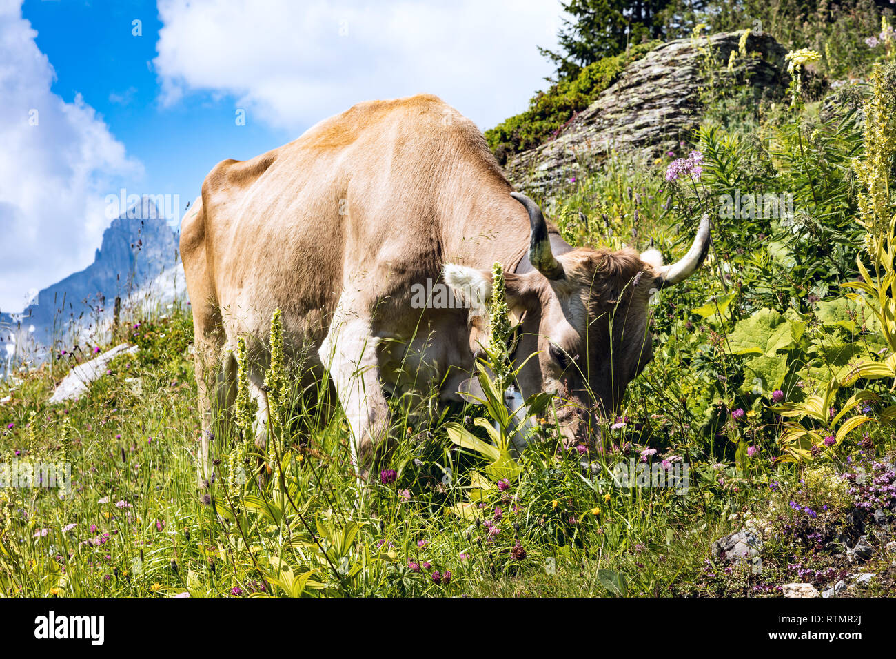 Forward facing cow hi-res stock photography and images - Alamy