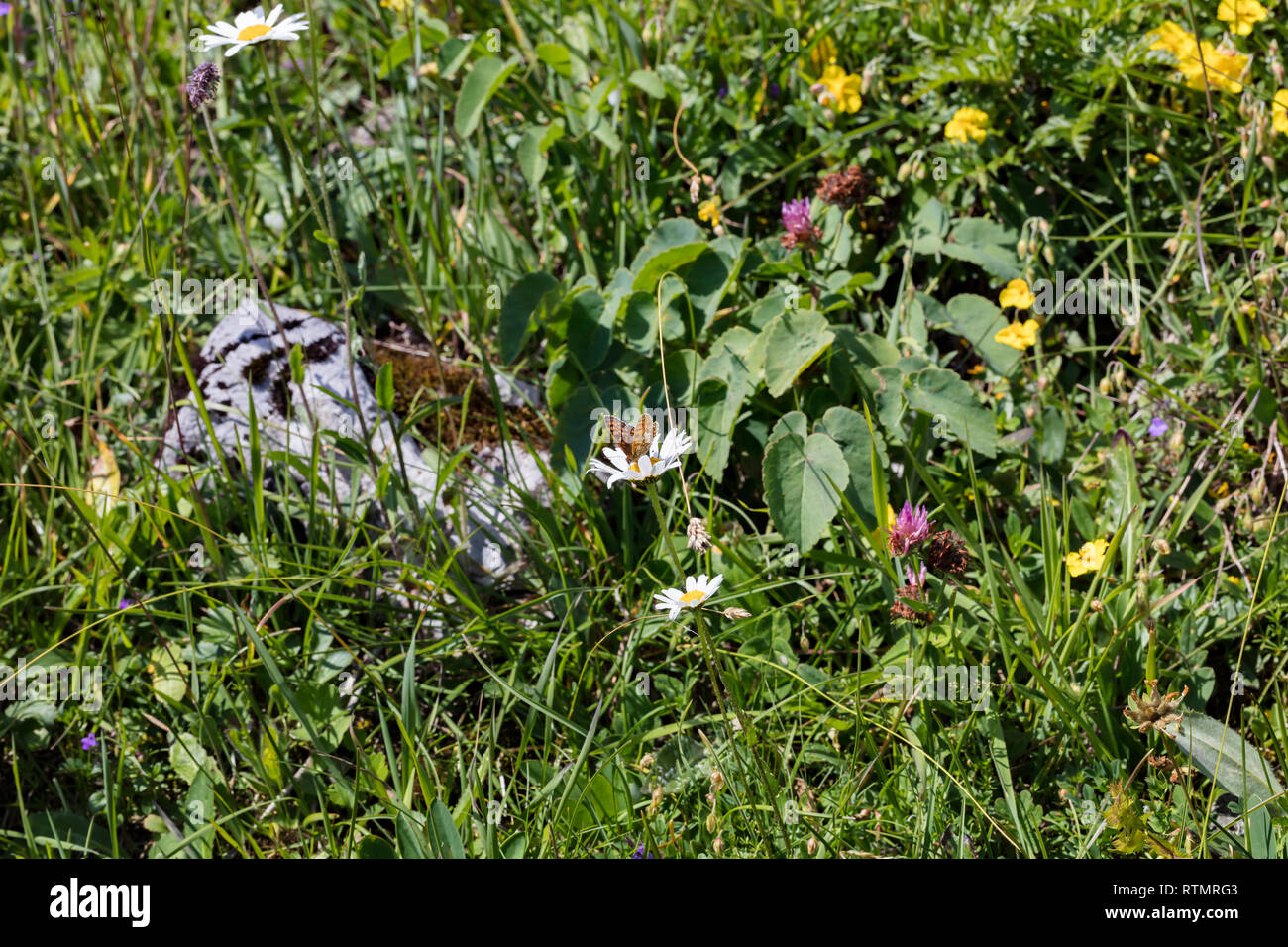 Swiss flowers hi-res stock photography and images - Alamy