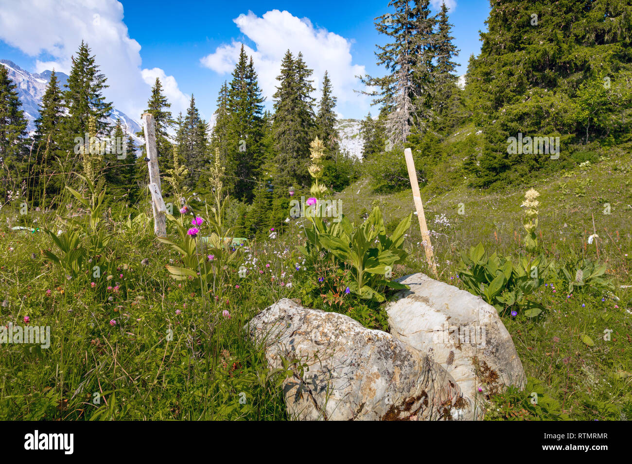 Meadow, wild flowers and trees in Braunwald in the Swiss Alps ...