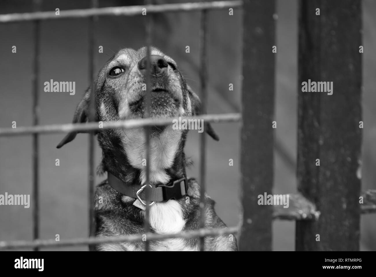 Puppy crate Black and White Stock Photos & Images - Alamy