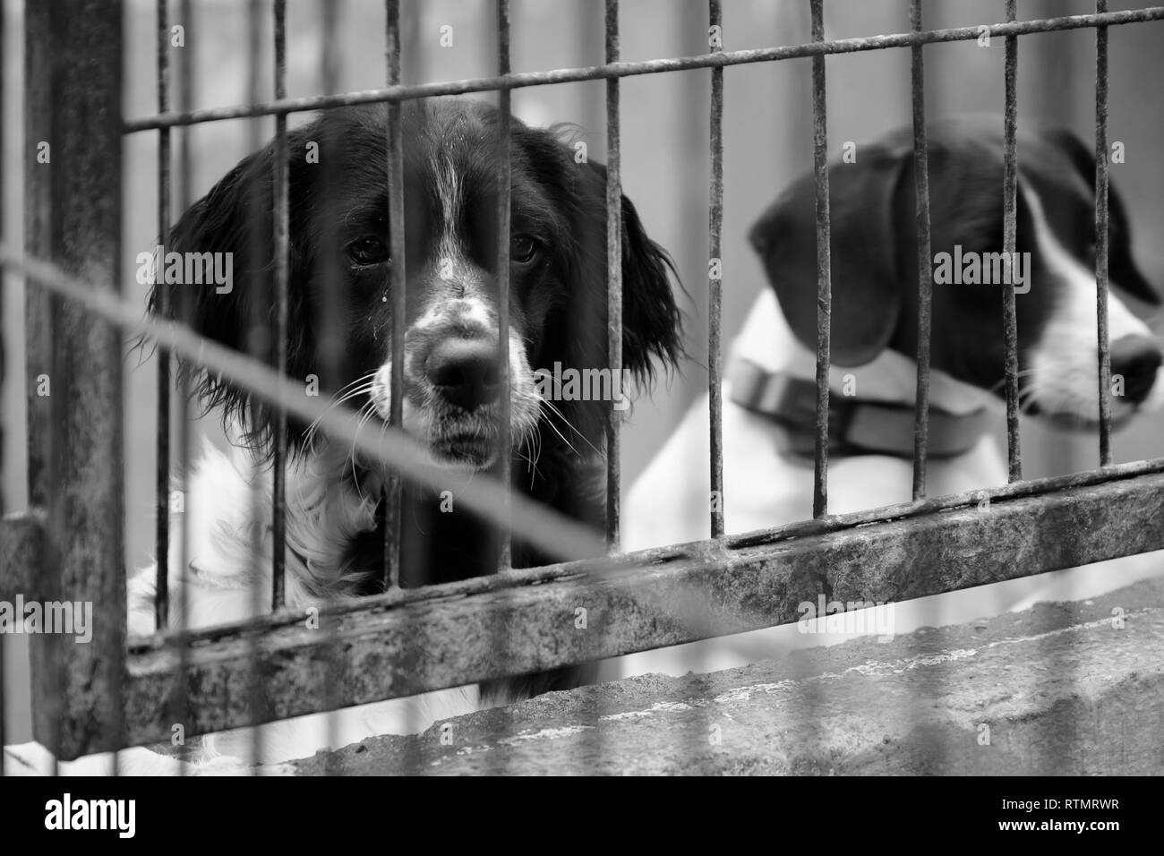 Abused dog shelter hi-res stock photography and images - Alamy