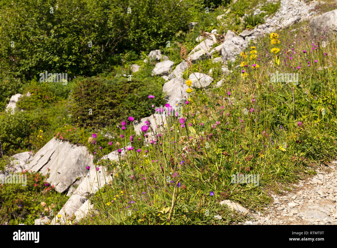Wild flowers in the mountains of Swiss Alps, Switzerland Stock Photo ...