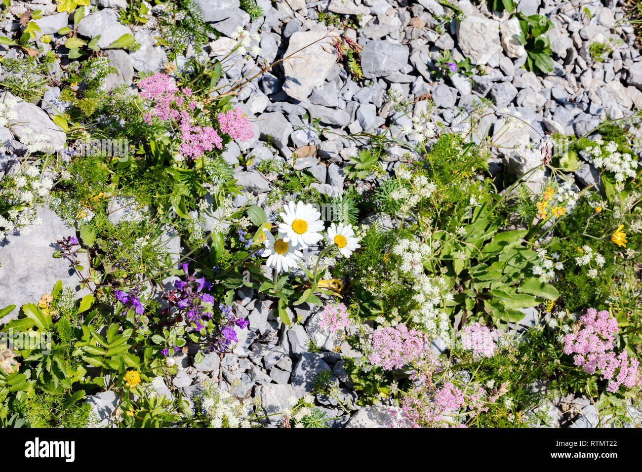 Wildflowers in the Swiss Alps, top view, Switzerland Stock Photo - Alamy