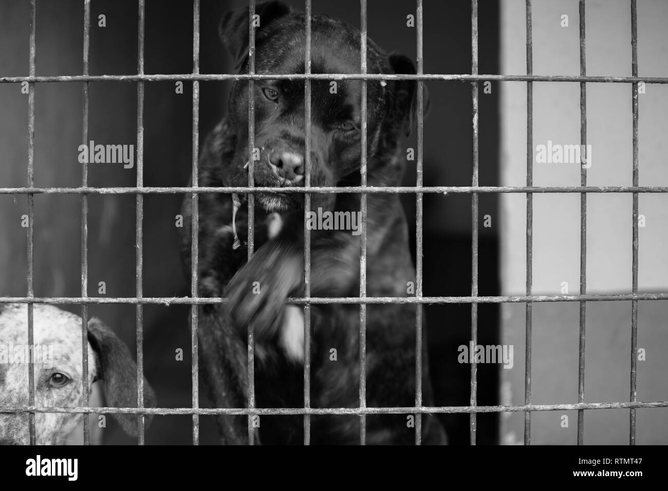 Abused dog shelter hi-res stock photography and images - Alamy