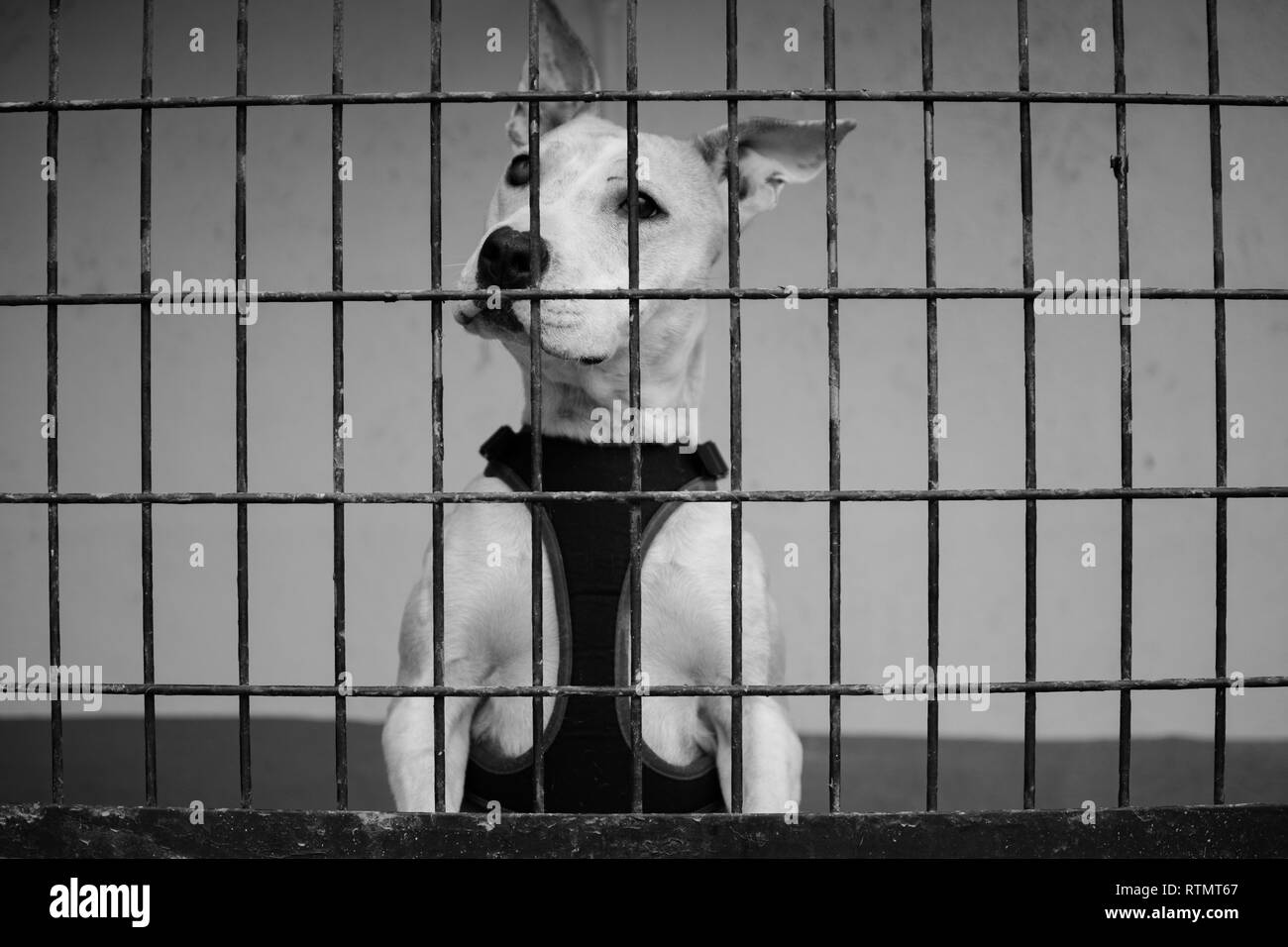 caged dog, with sad face Stock Photo - Alamy