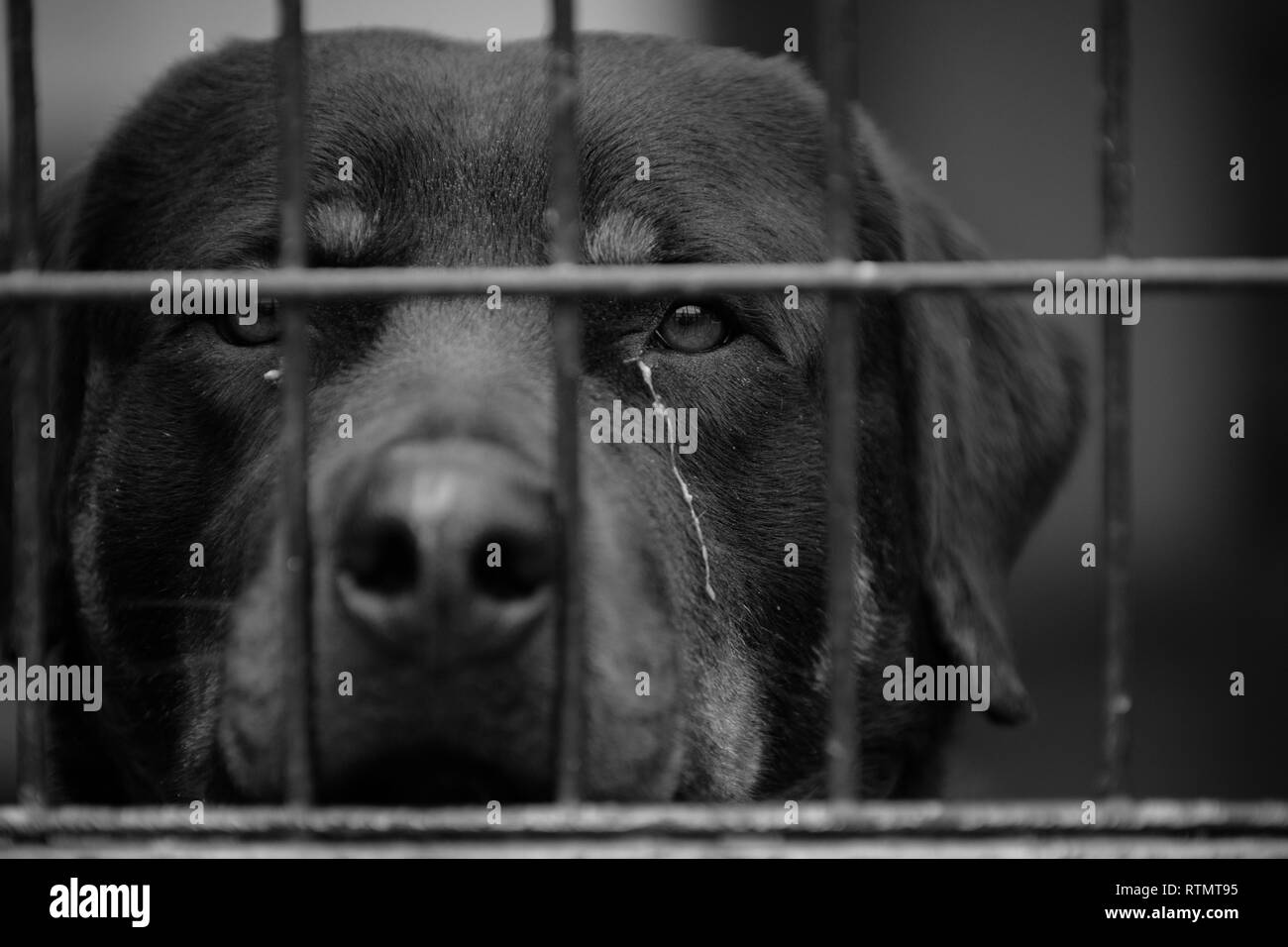 Animal abuse with style hi-res stock photography and images - Alamy