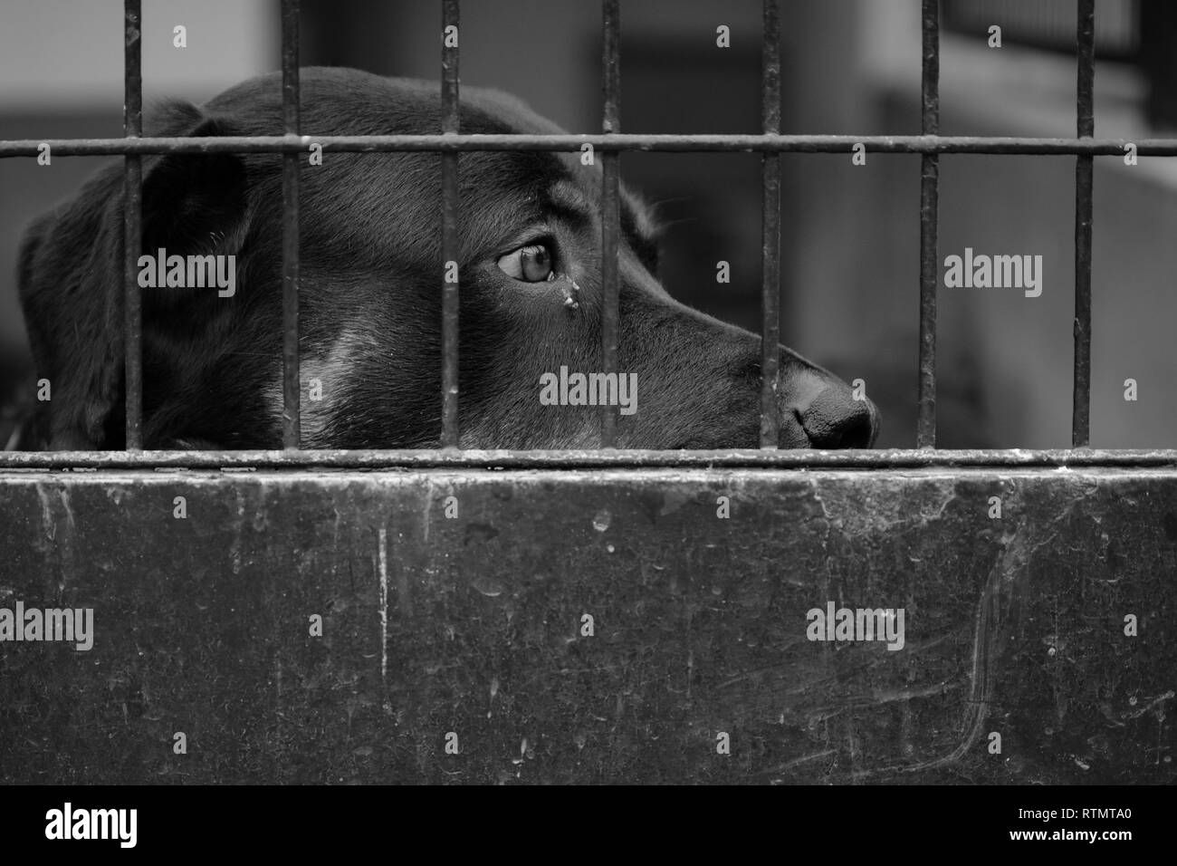 Abused dog shelter hi-res stock photography and images - Alamy