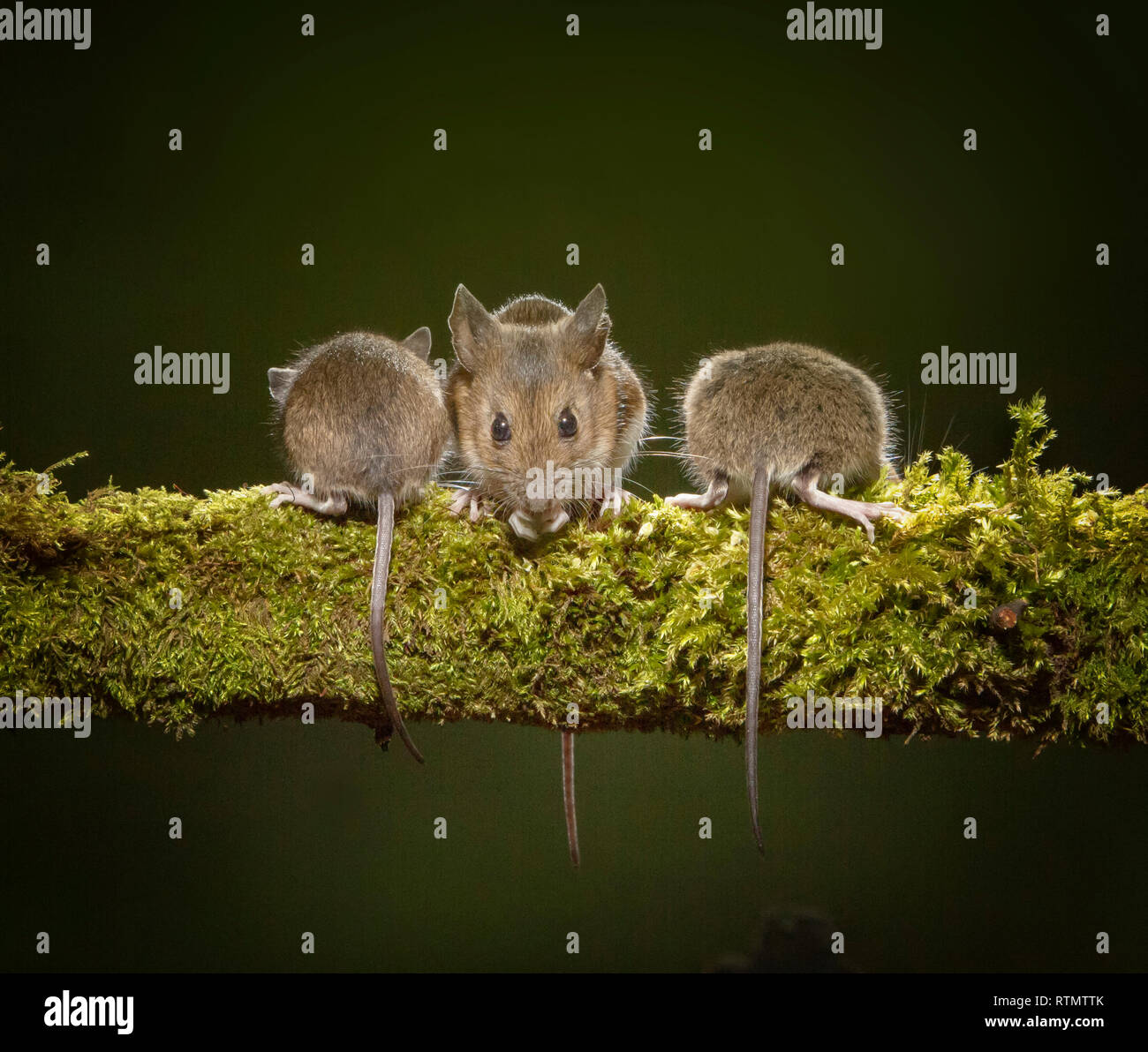 Field mice hi-res stock photography and images - Alamy