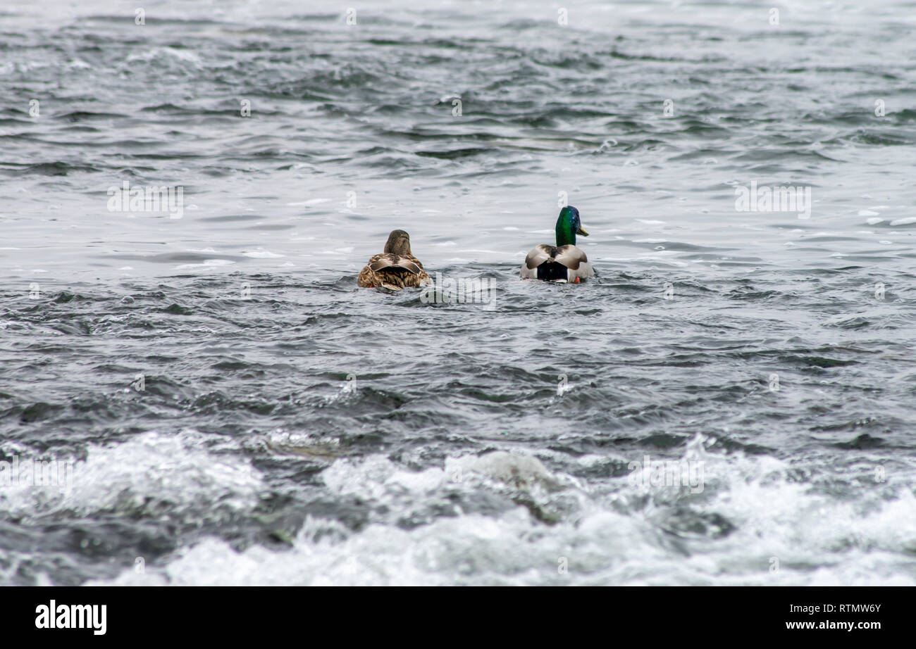Duck and Drake are swimming in a raging river Stock Photo - Alamy