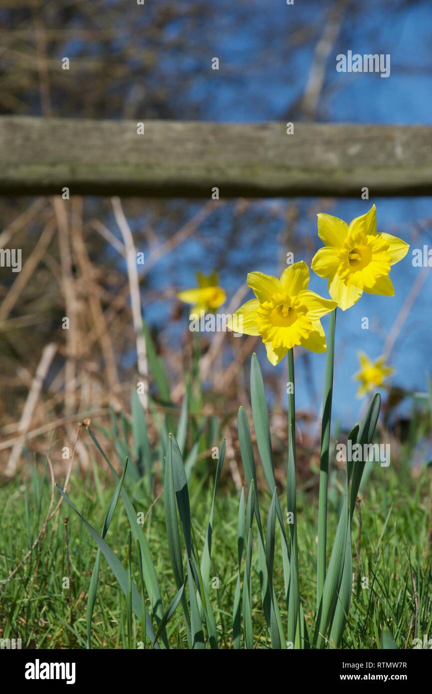 Host of english daffodils hi-res stock photography and images - Alamy