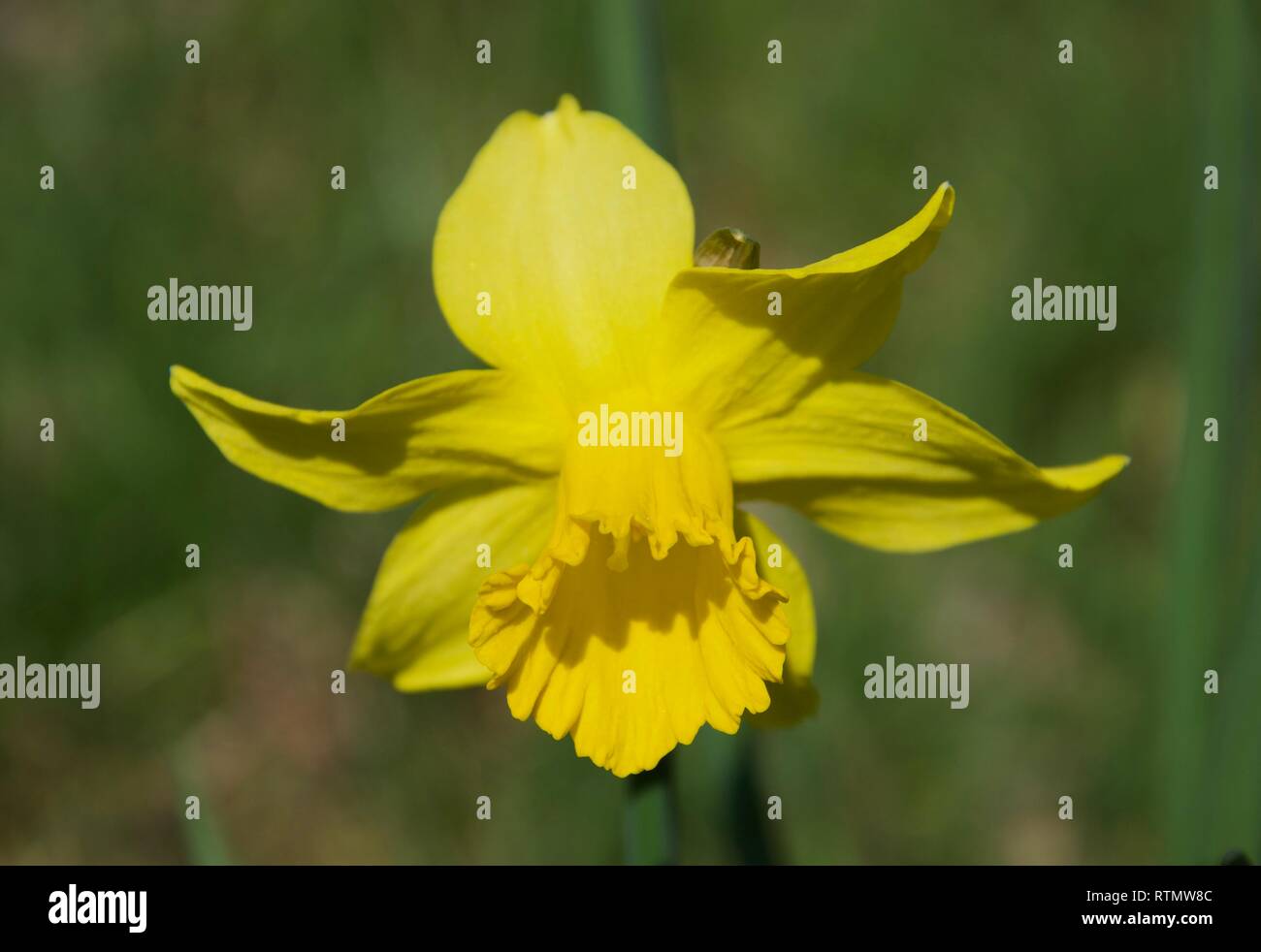 Vivid spring flower blooms hi-res stock photography and images - Alamy