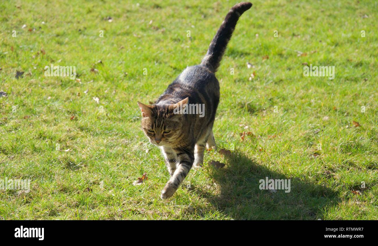 A striped pet cat, brown, ginger and black, walks towards the camera ...