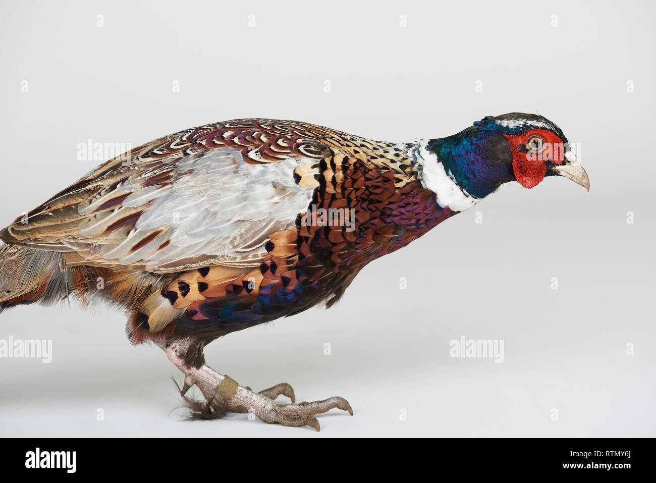 Pheasant feather hi-res stock photography and images - Alamy