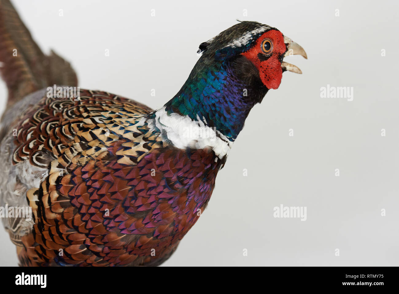 Portrait of pheasant bird isolated on white studio background Stock ...