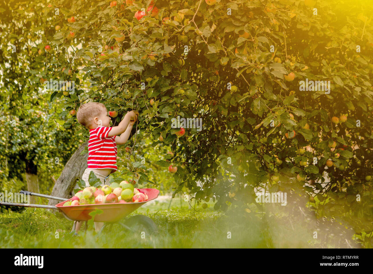 Child picking apples on a farm. Little boy playing in apple tree ...