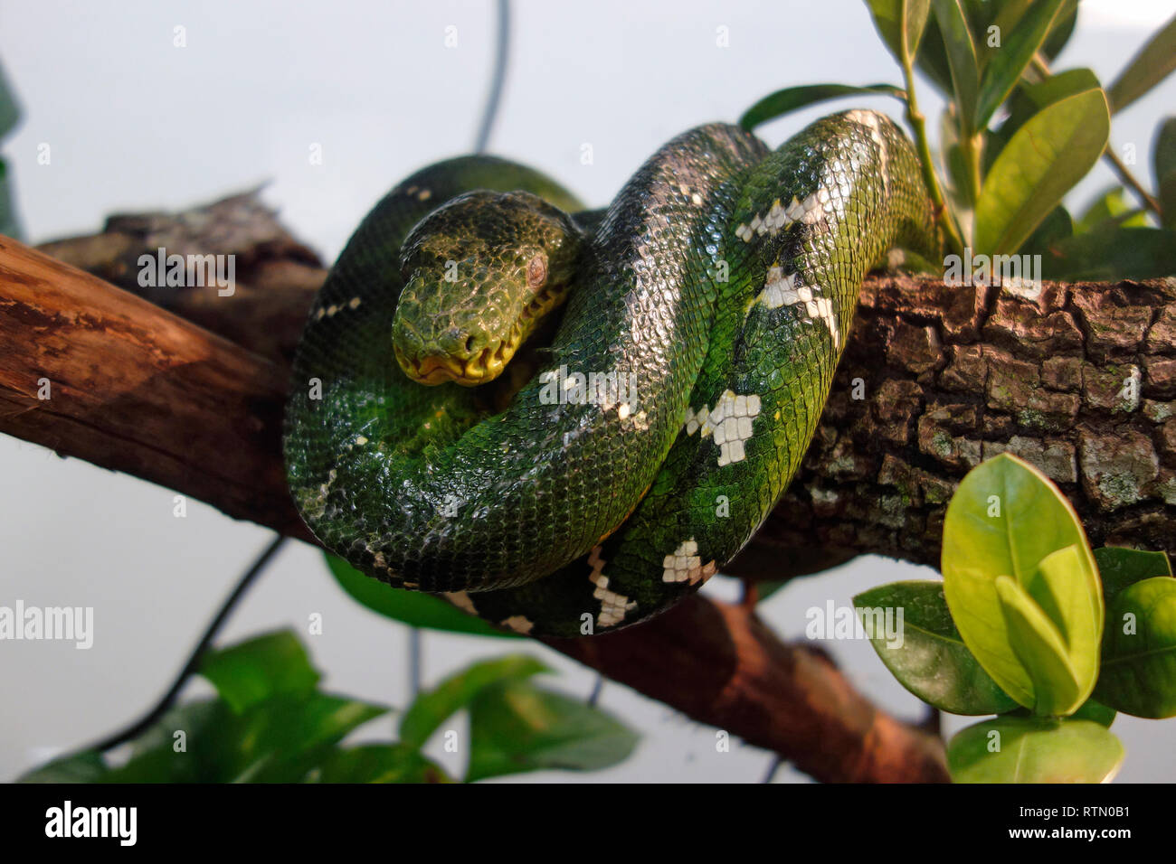 Emerald Tree Boa snake Stock Photo - Alamy