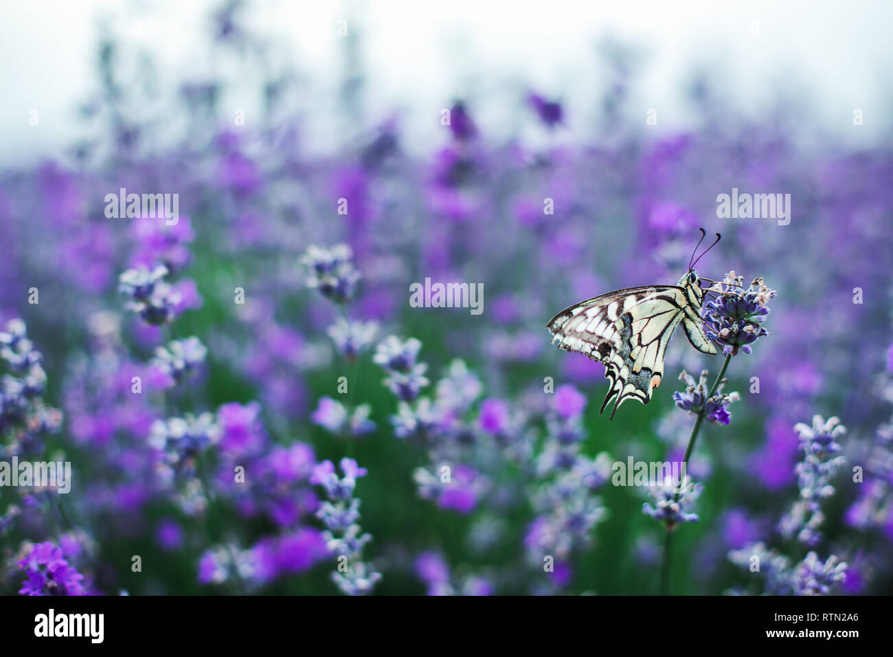 Lavender flowers with buterfly Stock Photo - Alamy