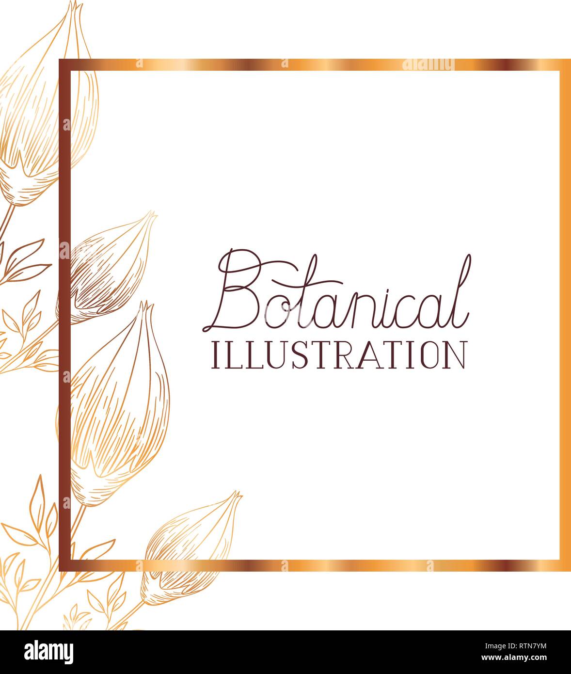 botanical illustration label with plants Stock Vector Image & Art - Alamy