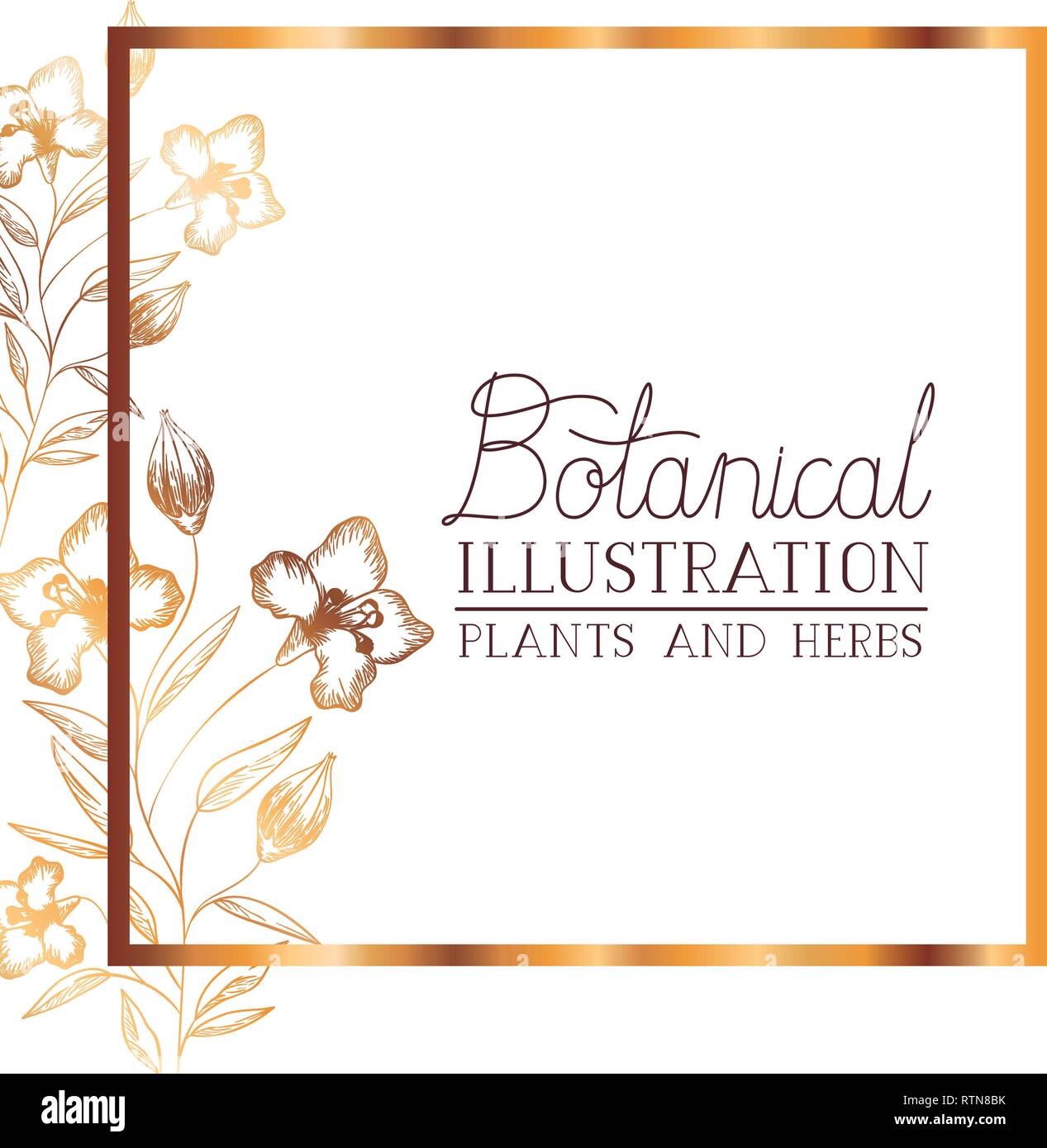botanical illustration label with plants and herbs Stock Vector Image ...