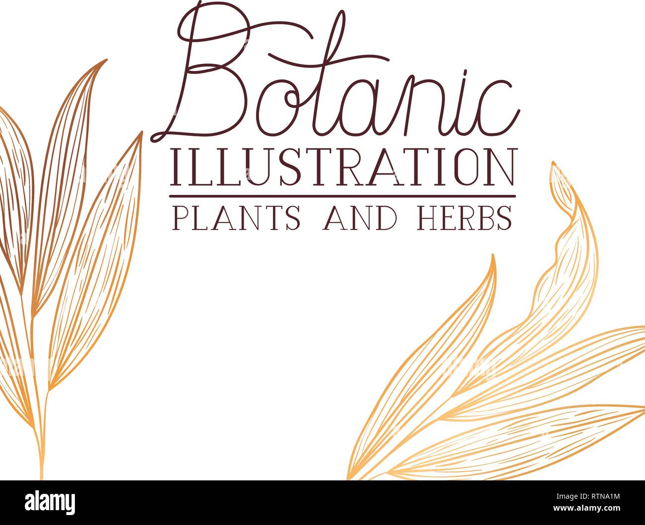 botanic illustration label with plants and herbs Stock Vector Image ...