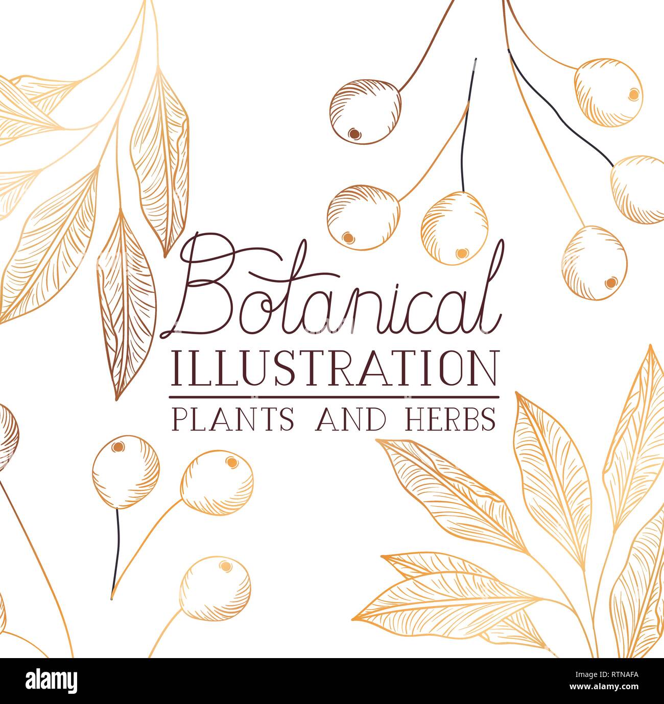 botanical illustration label with plants and herbs Stock Vector Image ...