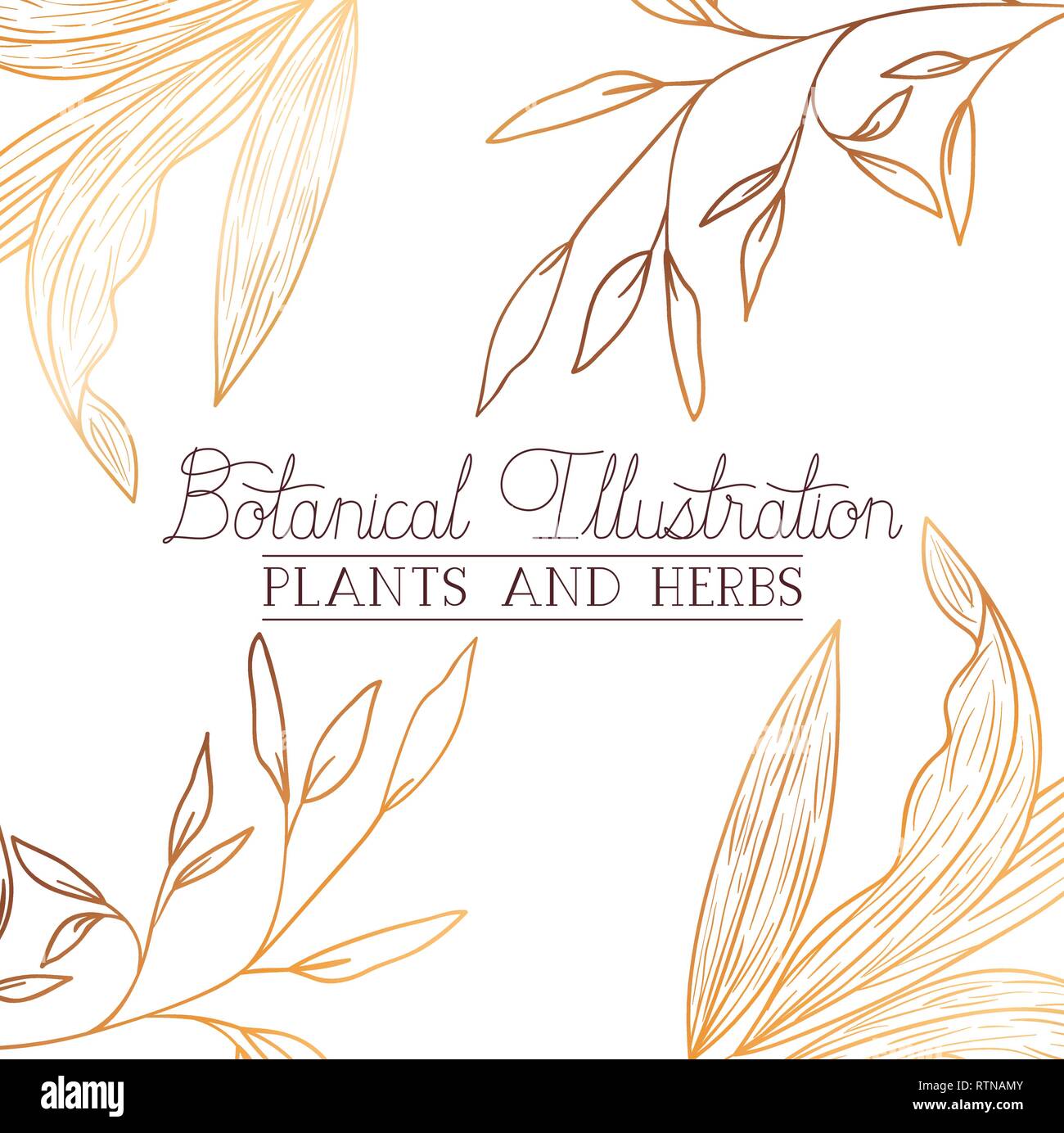 botanical illustration label with plants and herbs Stock Vector Image ...