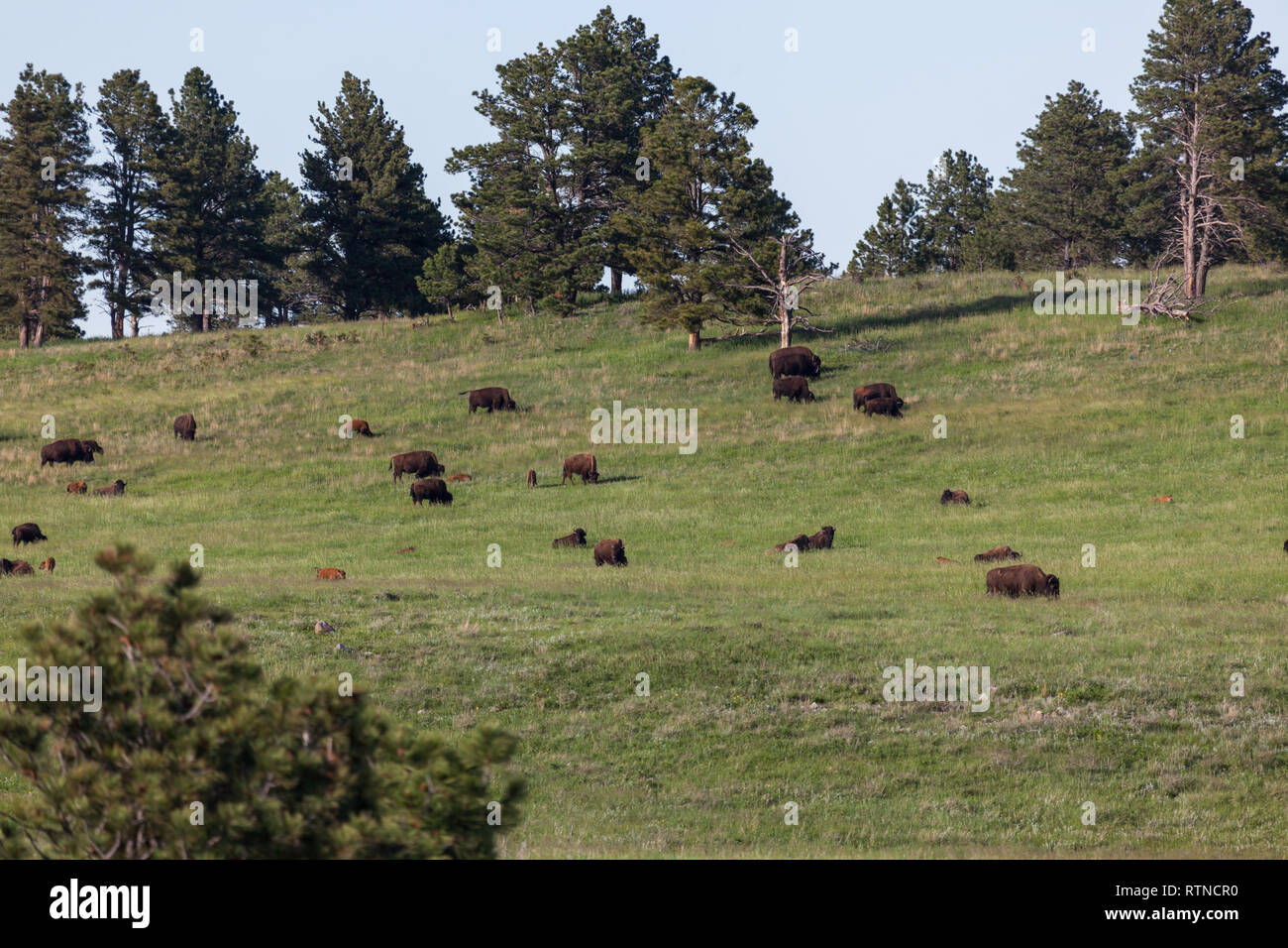 Looking into the distance past a pine tree at a large heard of wild ...