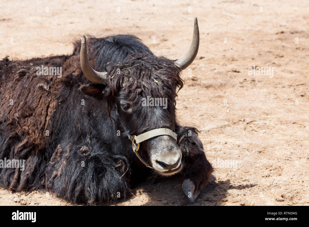 A Tibetan Yak laying down and resting in the sunshine Stock Photo - Alamy