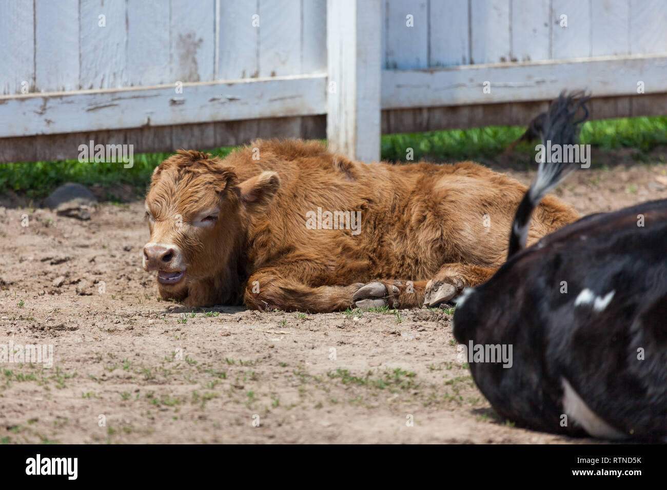 A young brown cow laying on the dirt ground behind a black and white ...