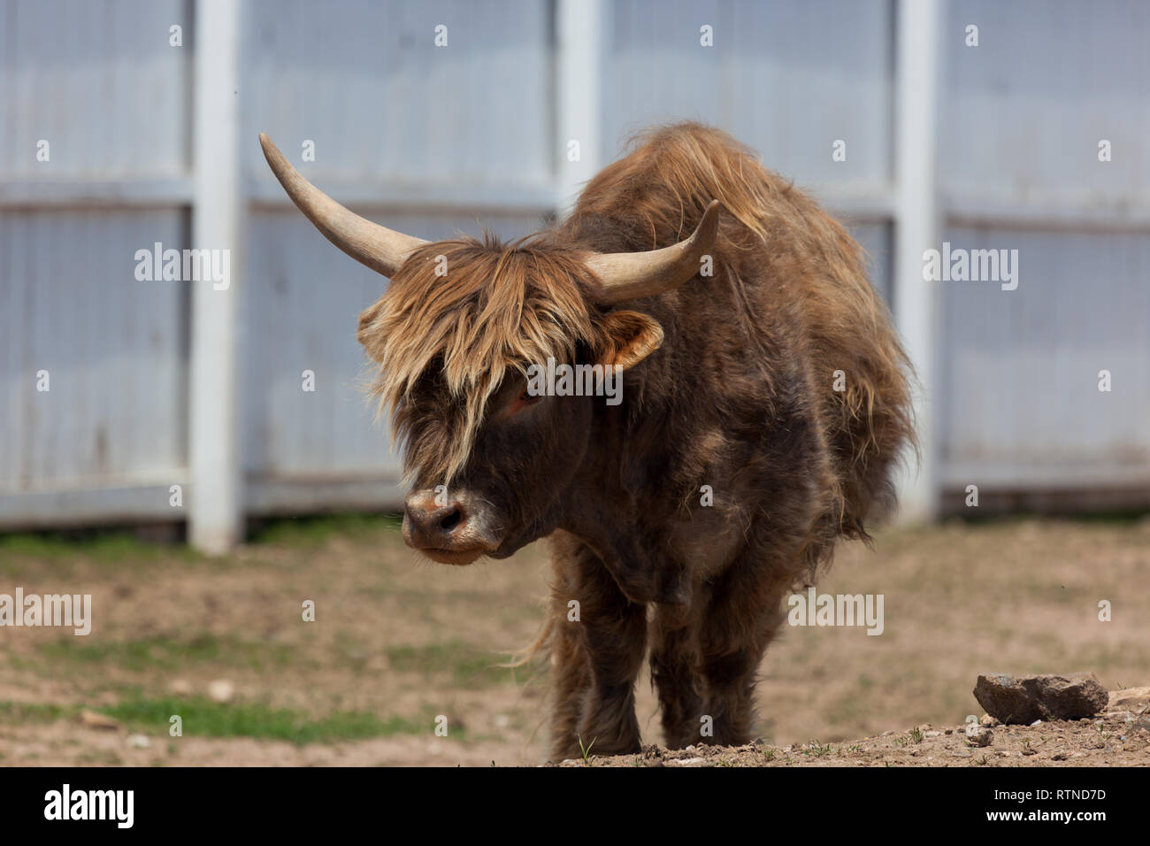 A Highland cow with large horns and marbled red and black fur stands in ...