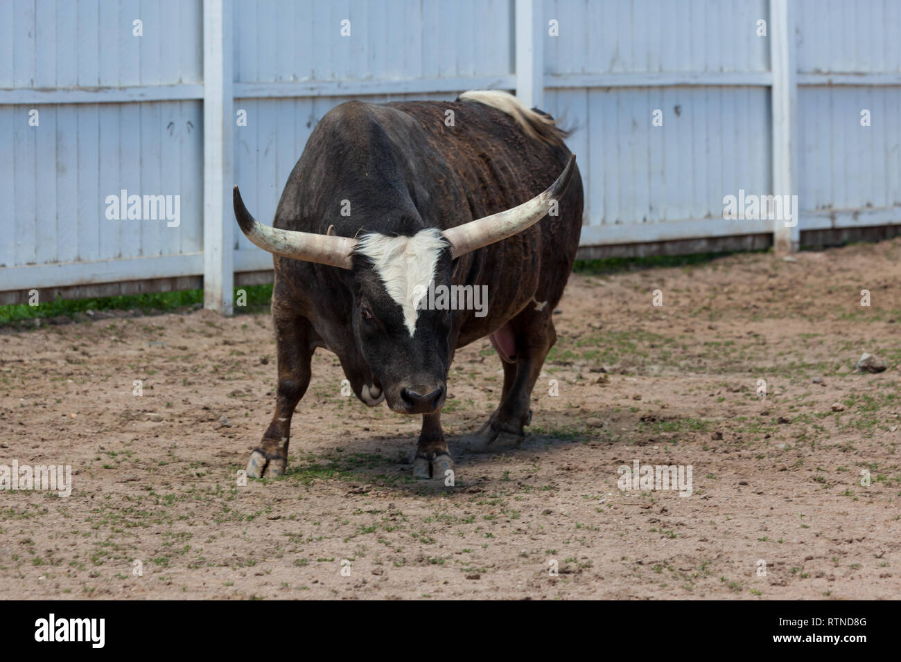 A large Texas Longhorn bull standing protectively in a yard Stock Photo ...
