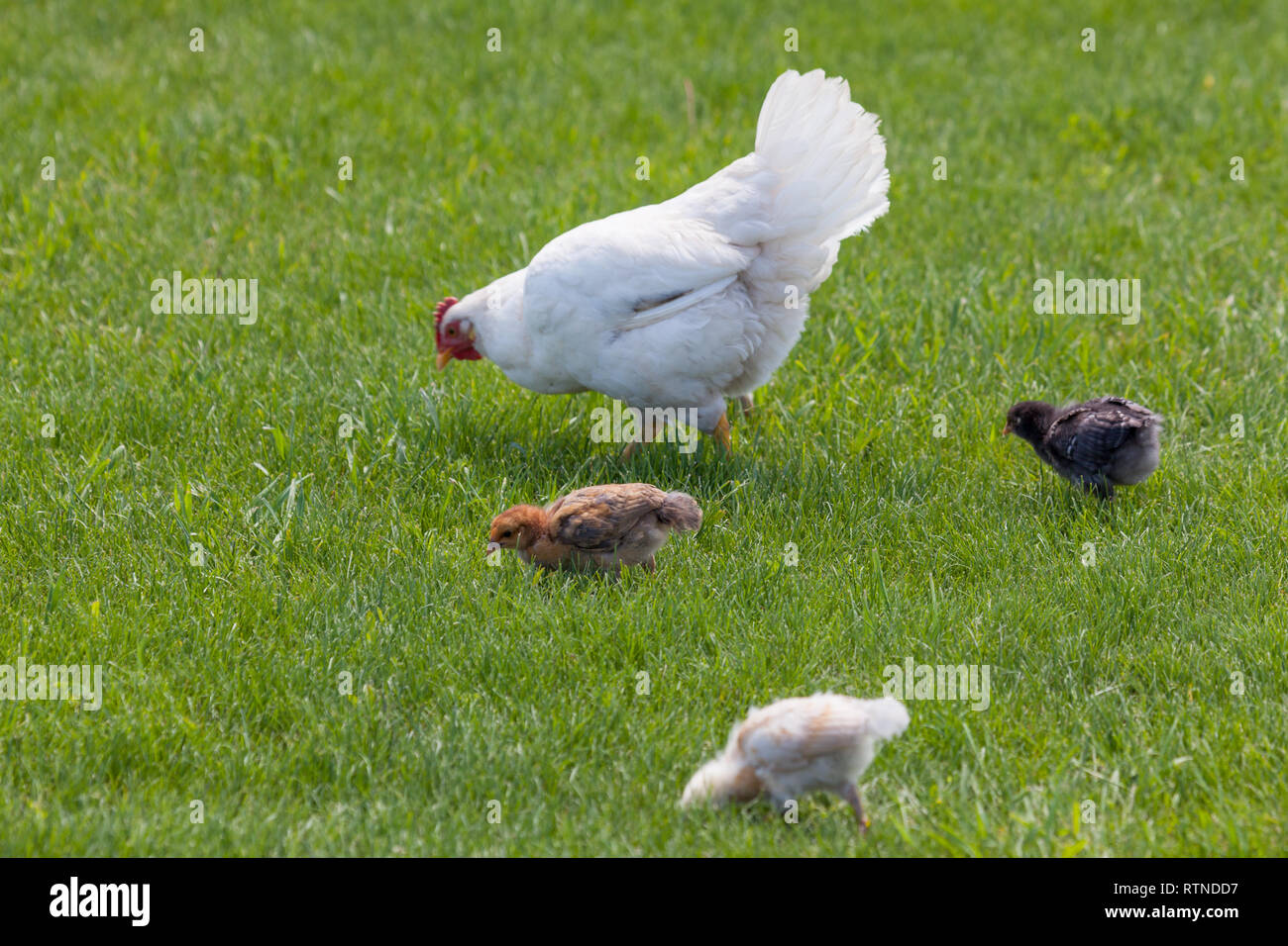 Newborn baby chicks walk in the spring grass with their mother Stock ...