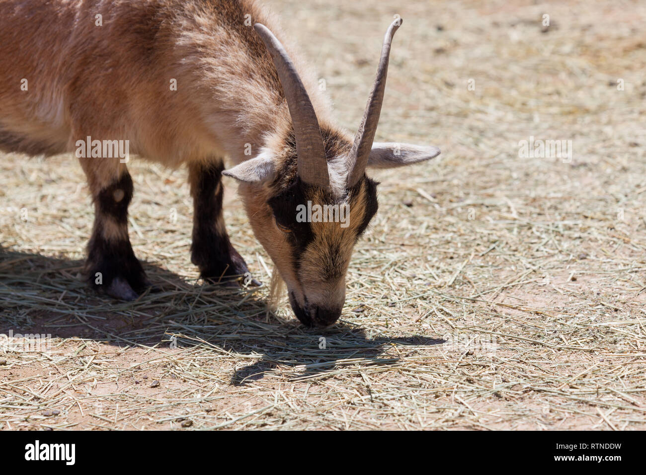 A small brown and black goat with long horns sniffing the ground at a ...