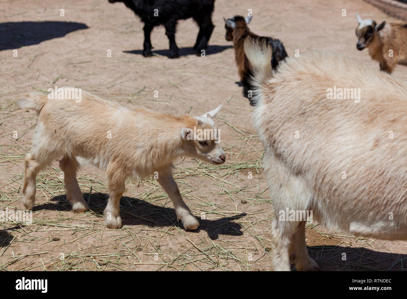 A young beige goat walking behind its mom at a petting zoo with other ...