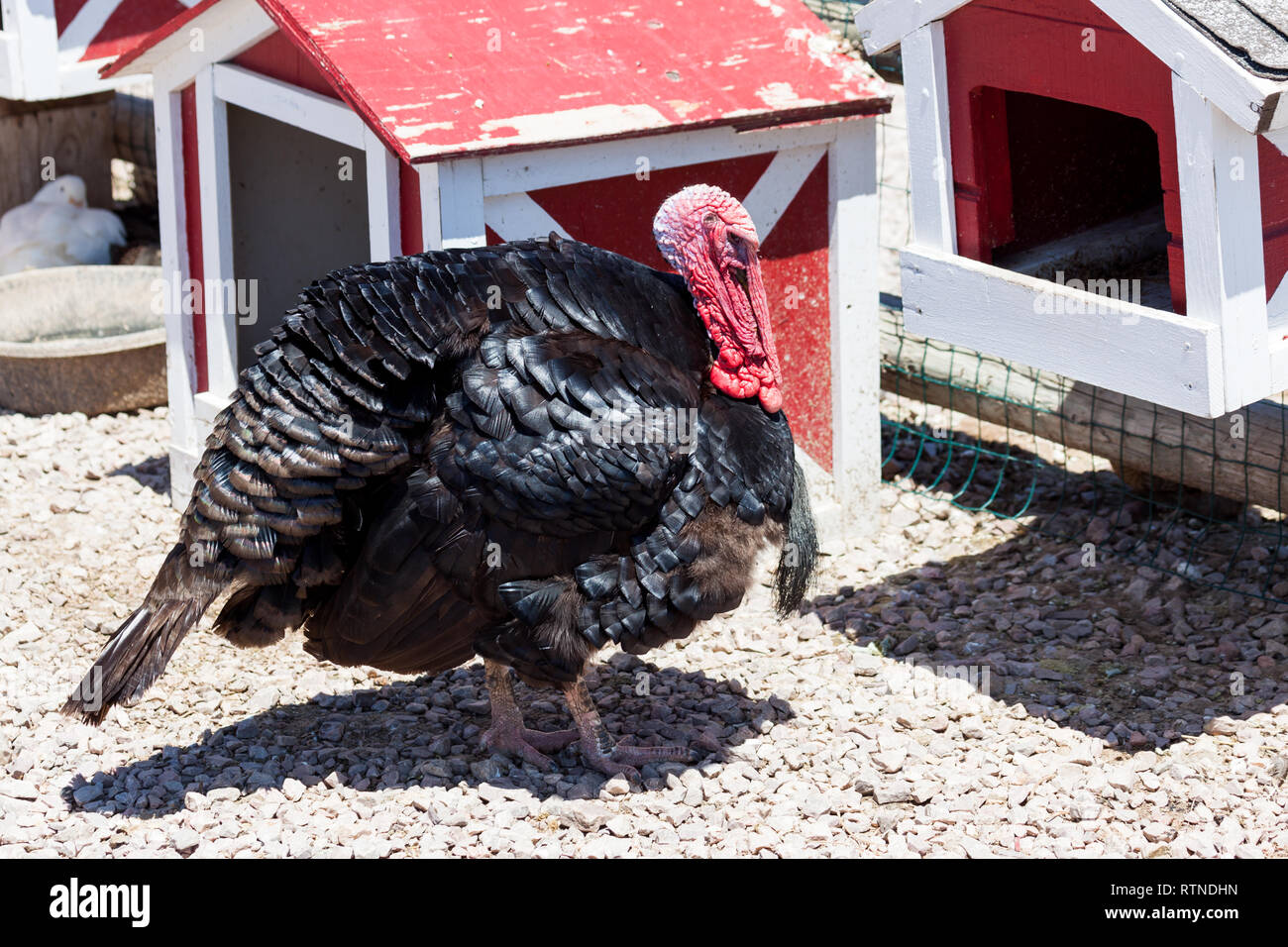 A large male turkey standing next to red and white houses in a gravel ...