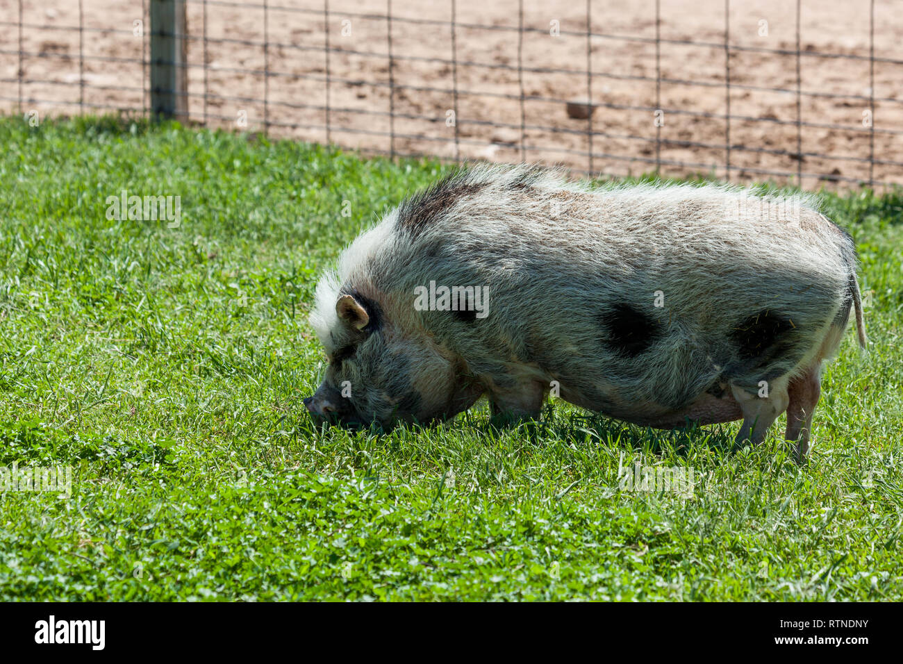 Grazing potbelly pig hi-res stock photography and images - Alamy