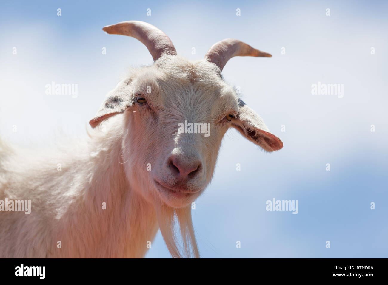 The face of a white goat looking straight on with a blurred background ...