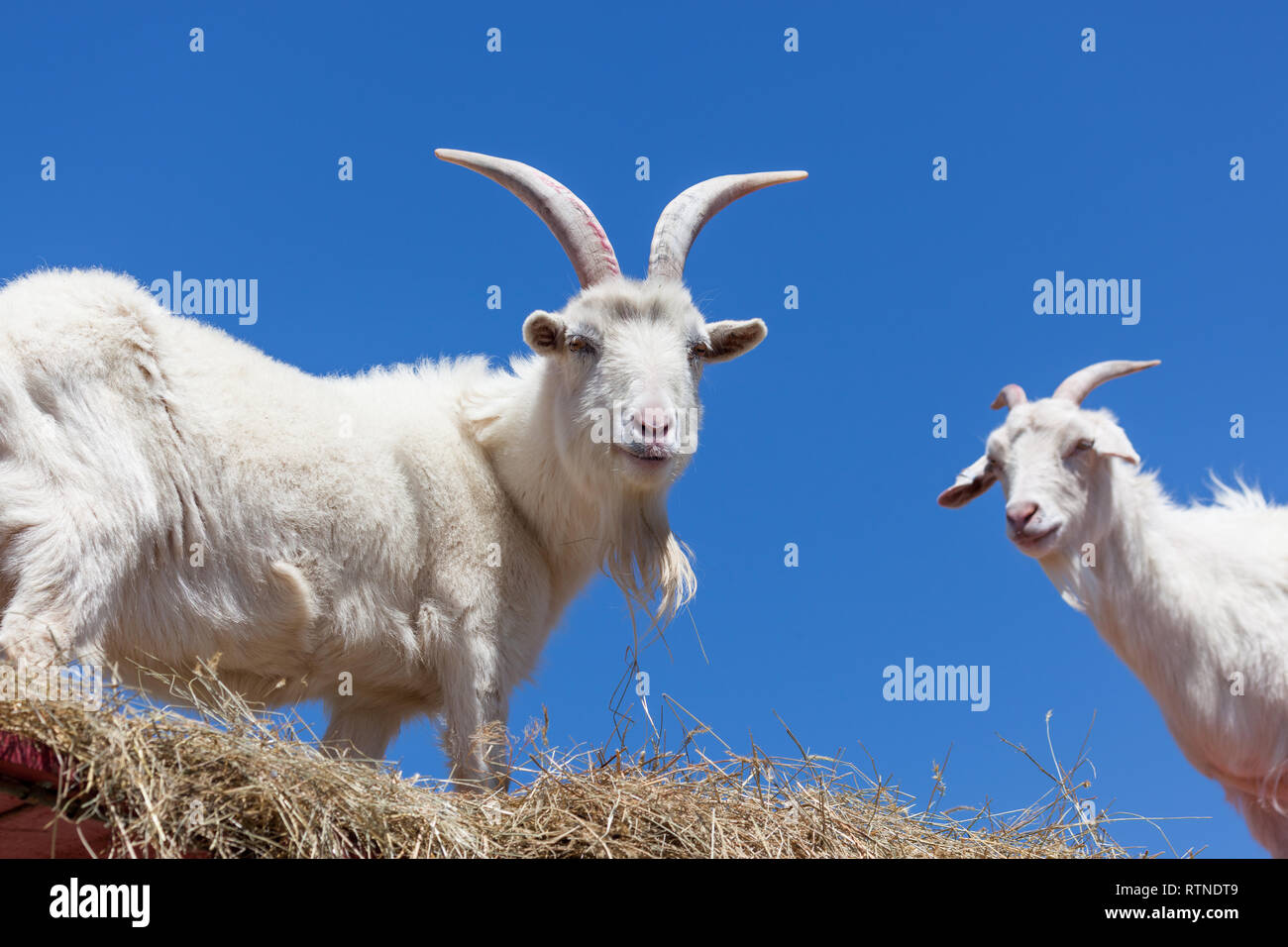 Two white goats standing in the hay on a high walkway with a clear blue ...
