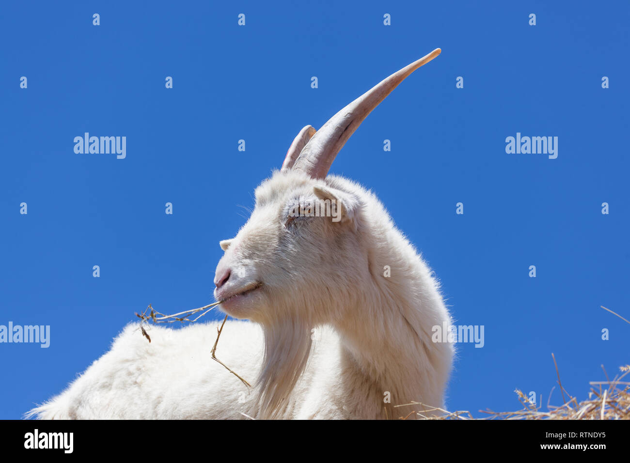 A white goat chewing a piece of hay in the sunshine with a blue sky ...