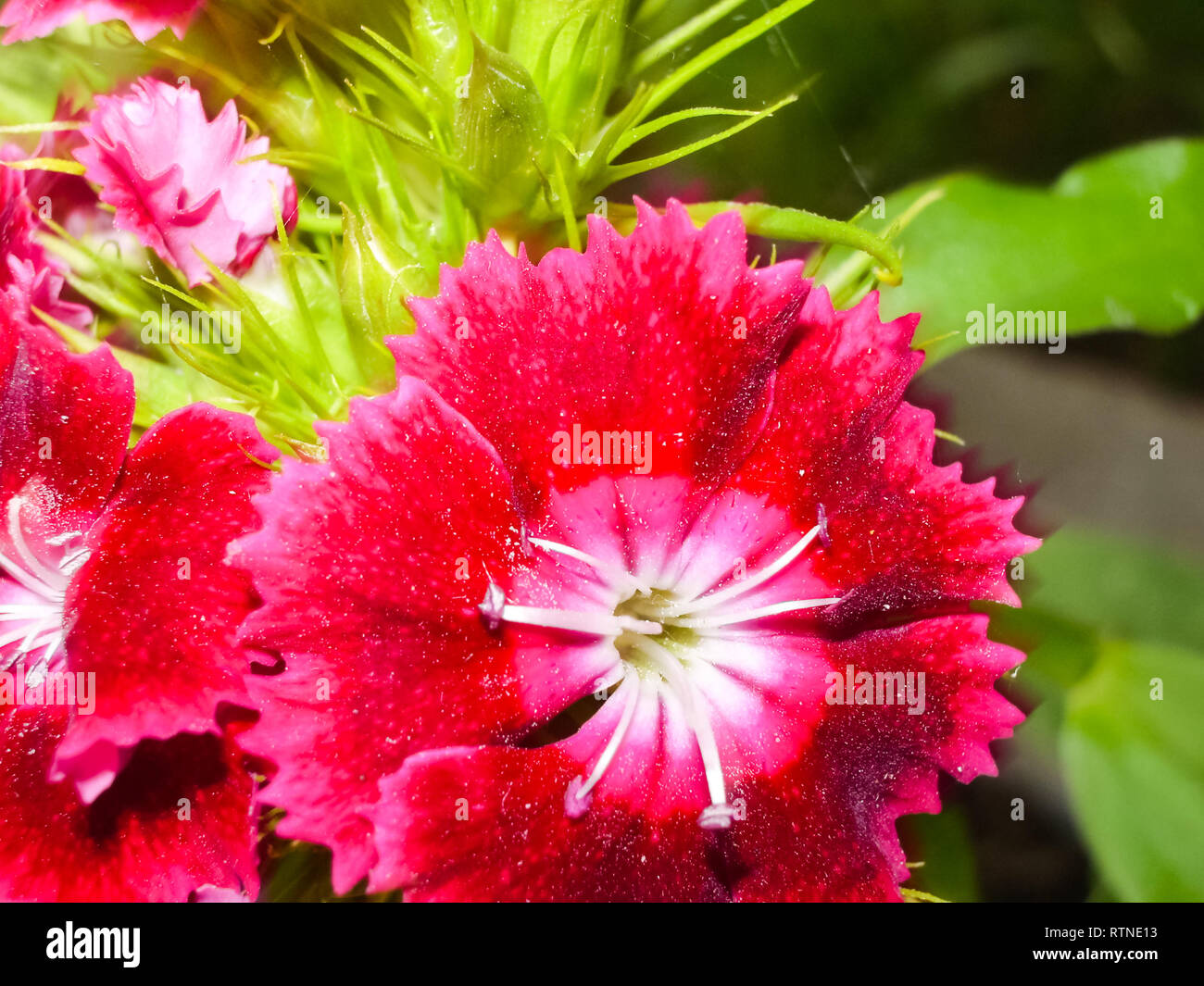 Flowers plants, beautiful flowering plants. Flowers plants, beautiful ...