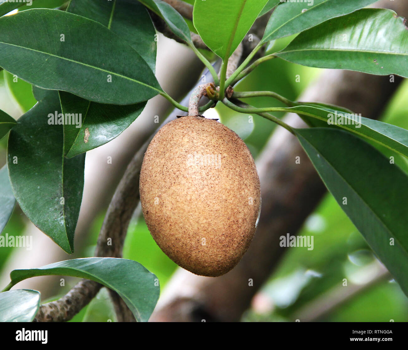 Sapodilla fruit hi-res stock photography and images - Alamy