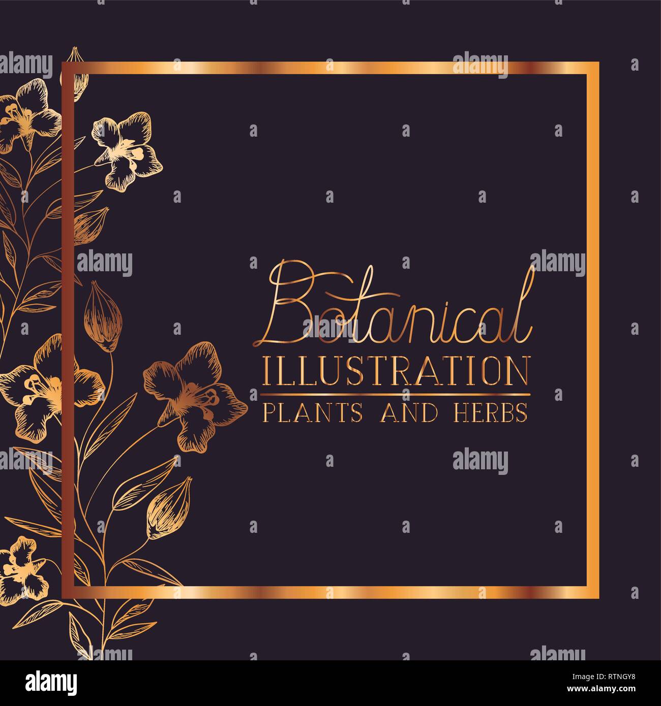 botanical illustration label with plants and herbs Stock Vector Image ...