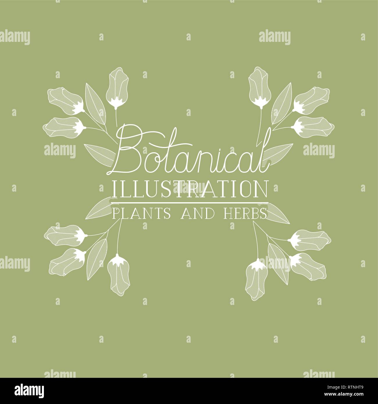 botanical illustration label with plants and herbs Stock Vector Image ...
