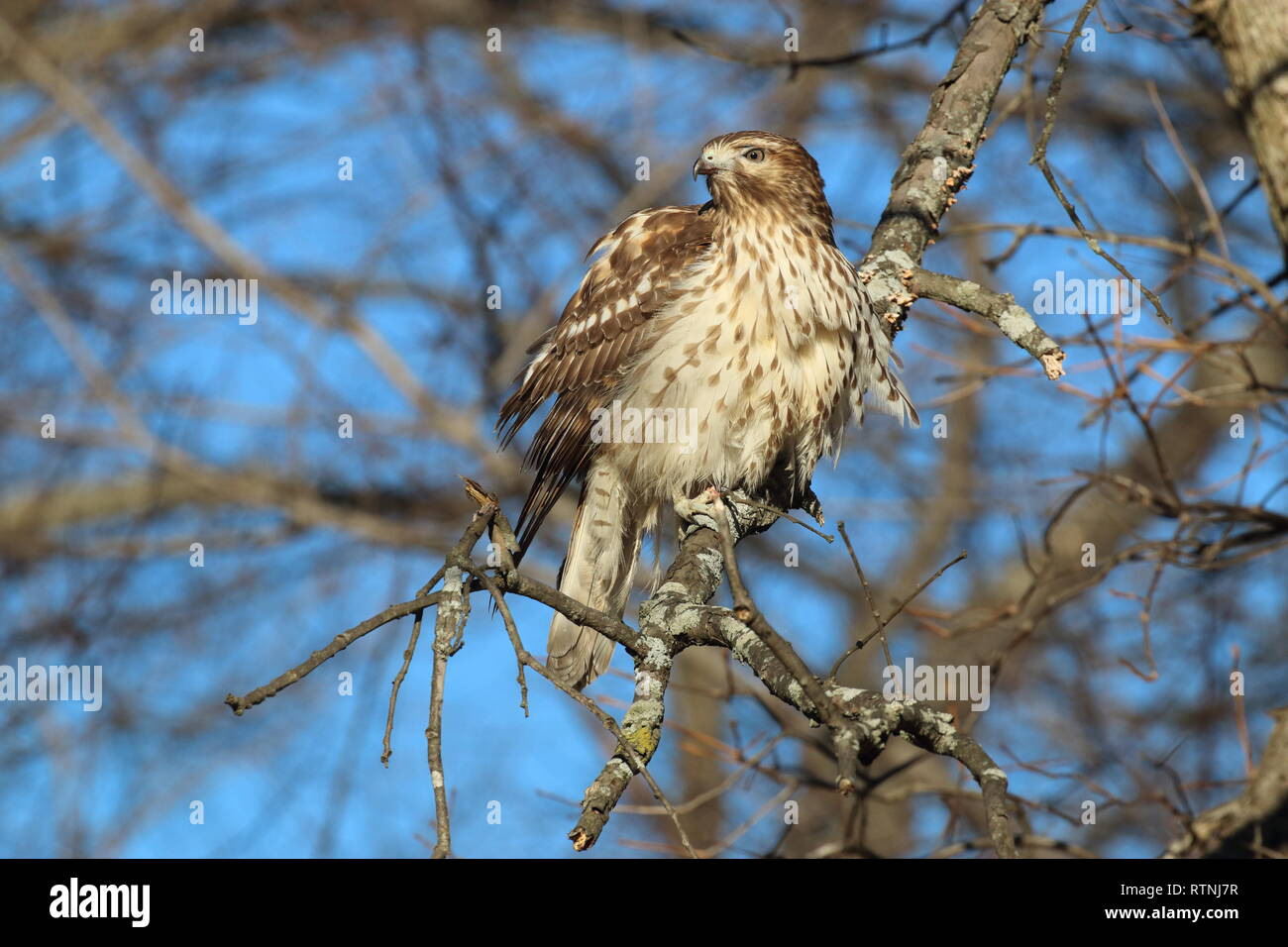 Juvenile Red-Shouldered Hawk Stock Photo - Alamy