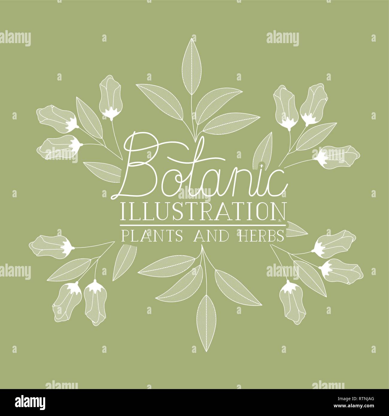 botanic illustration label with plants and herbs Stock Vector Image ...